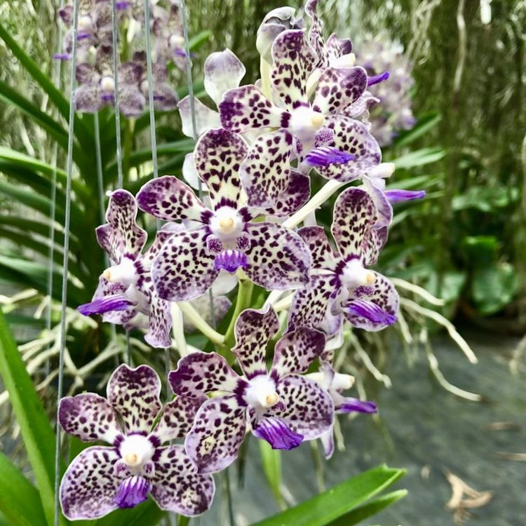 Shop Vanda Kyrah Green Orchid - Exquisite Hybrid with Unique Charm for Your Home or Garden