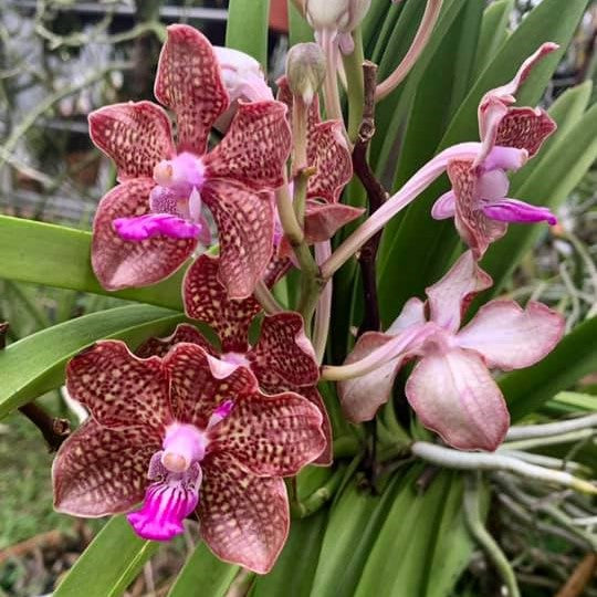 Shop Vanda Mimi Palmer Pink Orchid - Exquisite Hybrid with Unique Charm ...
