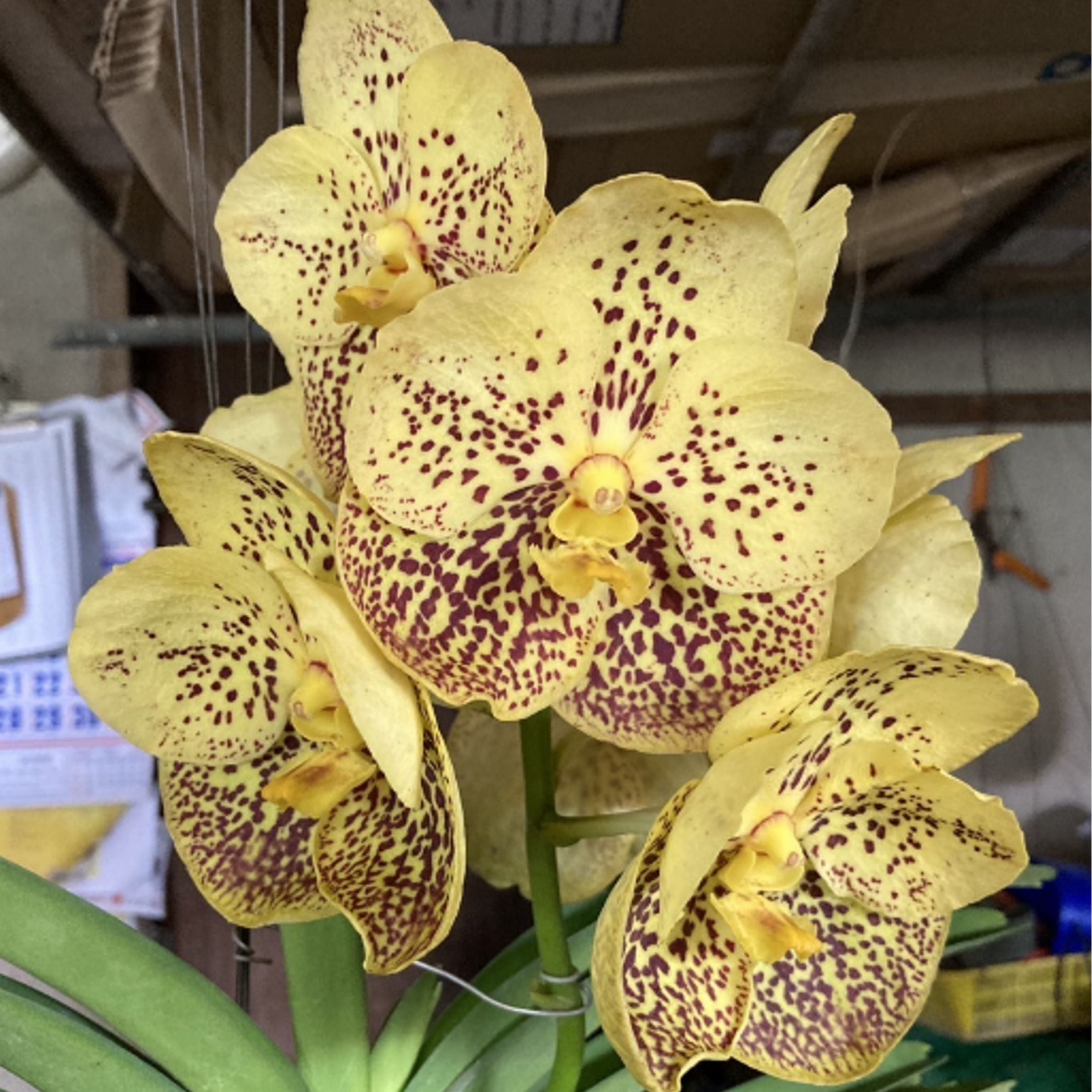 Explore the Enchanting Vanda Boonyarit Spot Orchid - Shop Now for ...