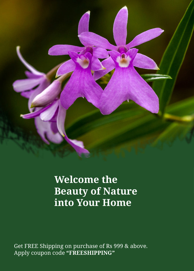 Click Orchid - The Home of Orchids in India