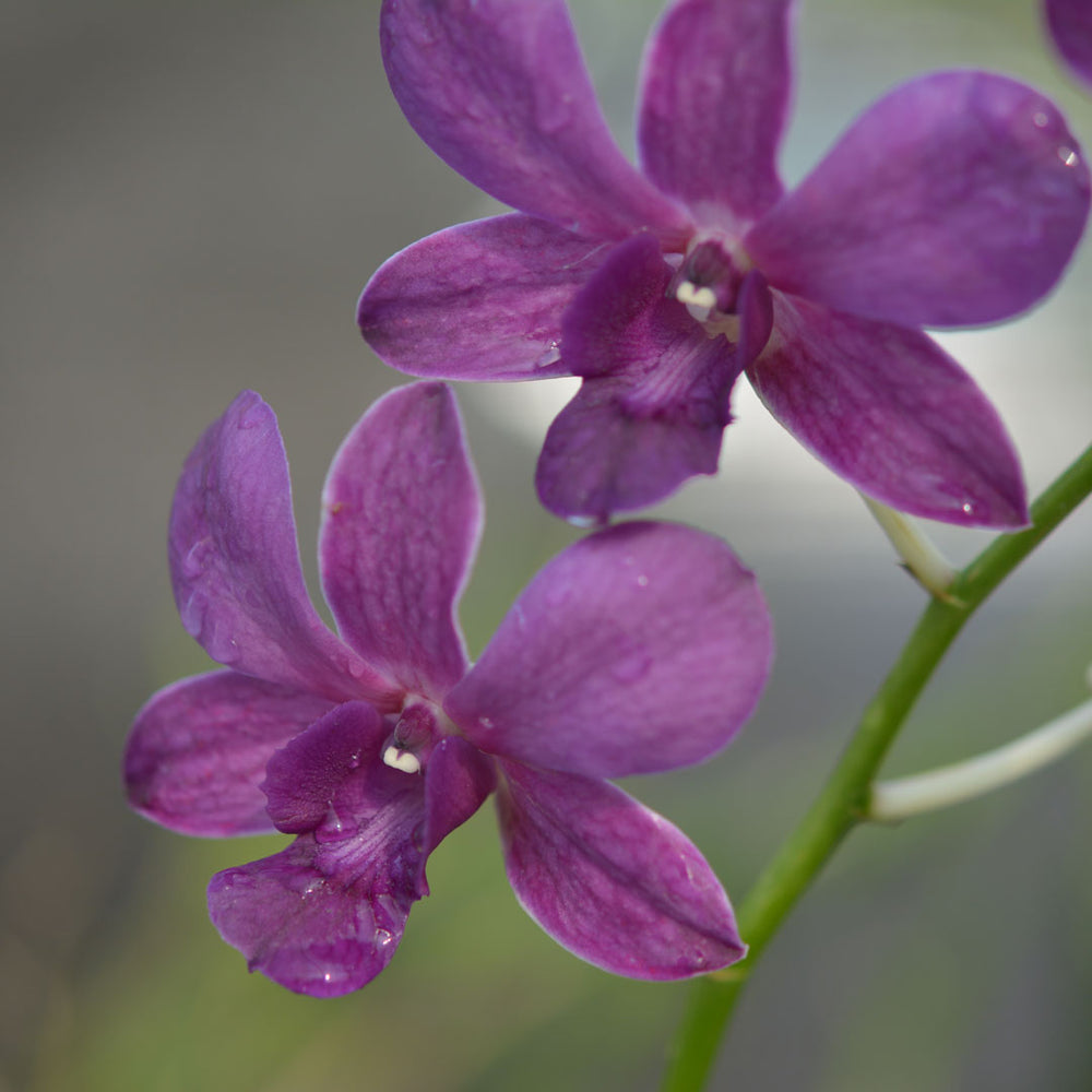 Experience the Beauty of Dendrobium Nopporn Blue Orchids | Shop Now