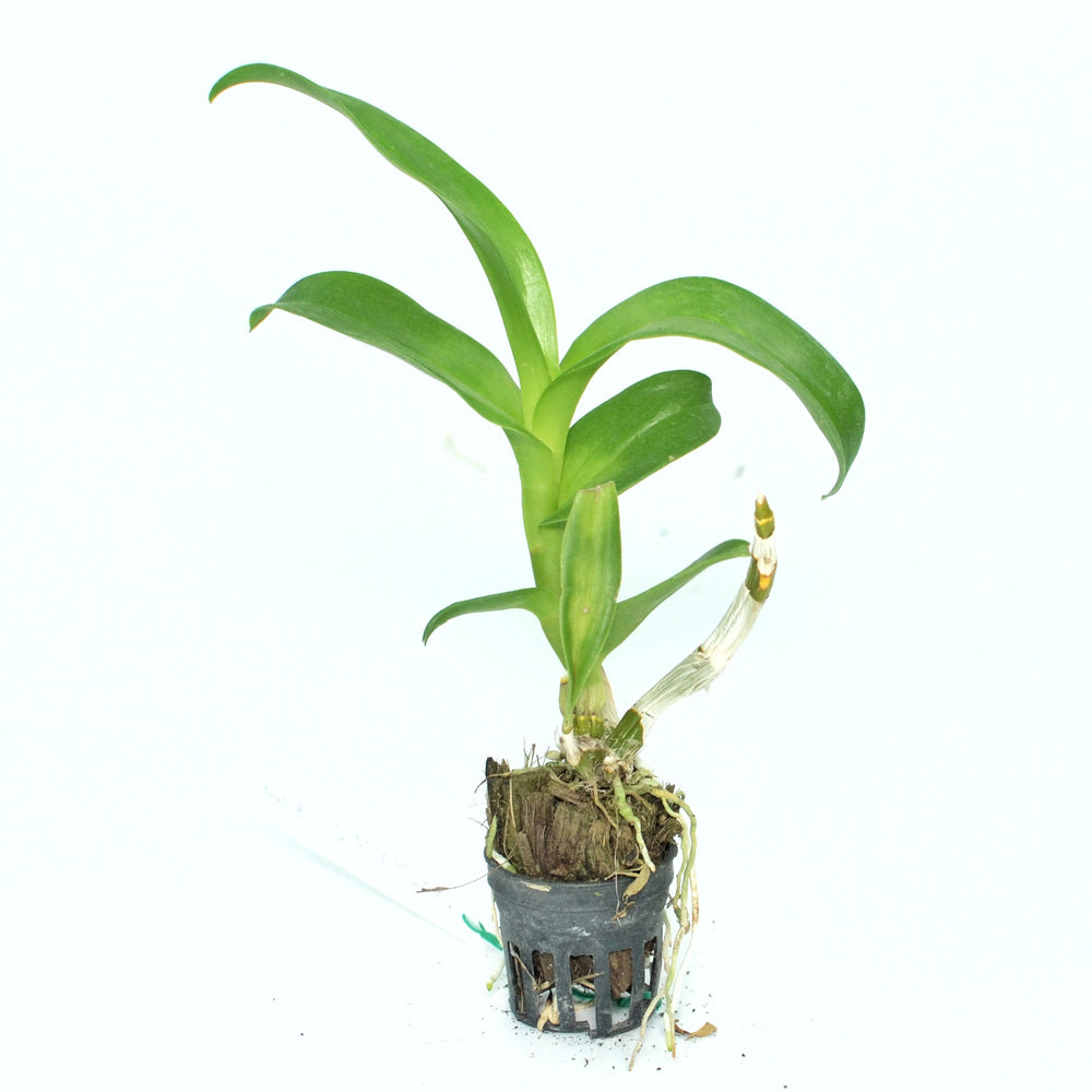 Dendrobium