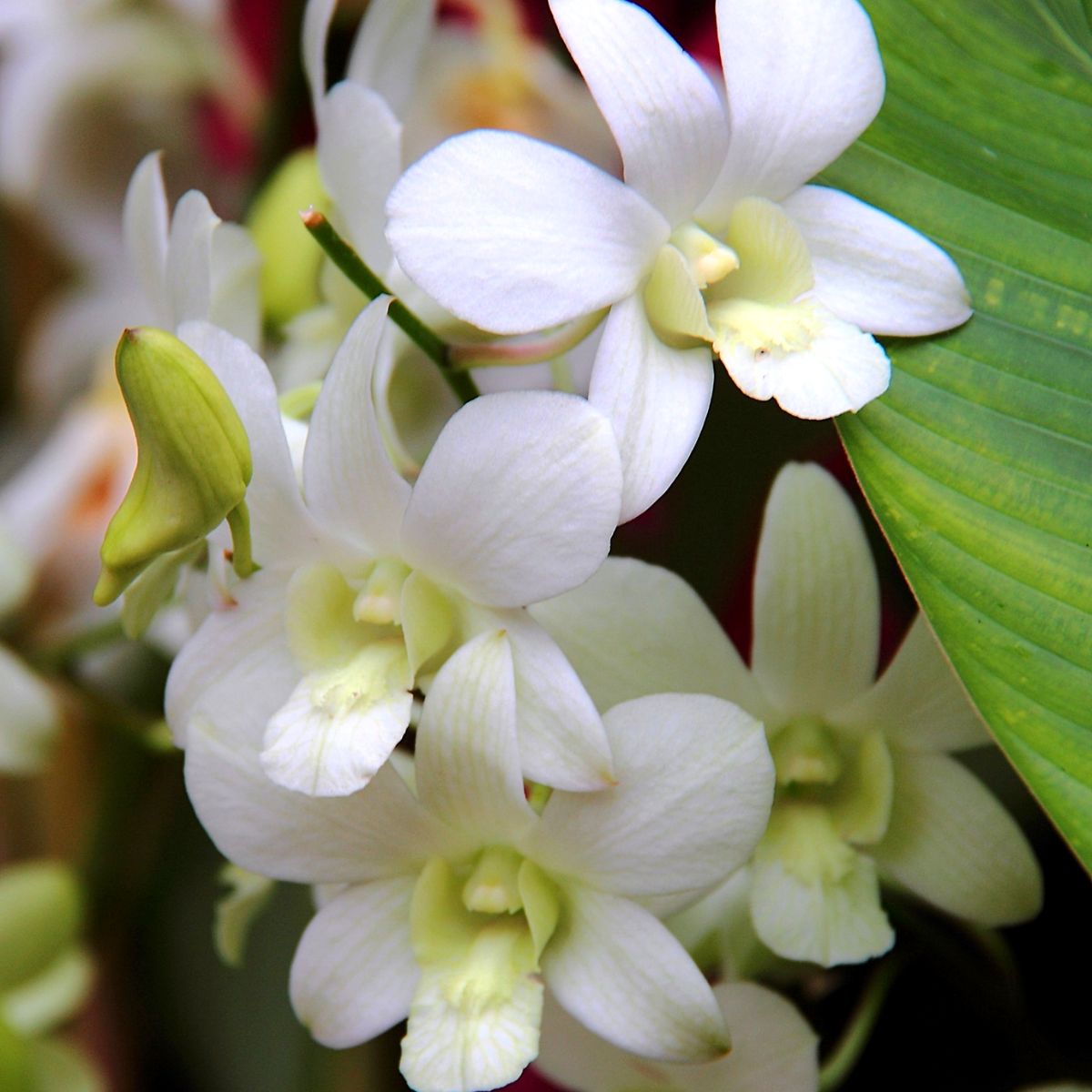 White Orchid Dendrobium Dendrobium Rabbit White Orchid Plant Size: